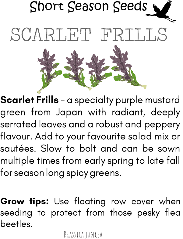 scarlet frills – WoodGrain Farm